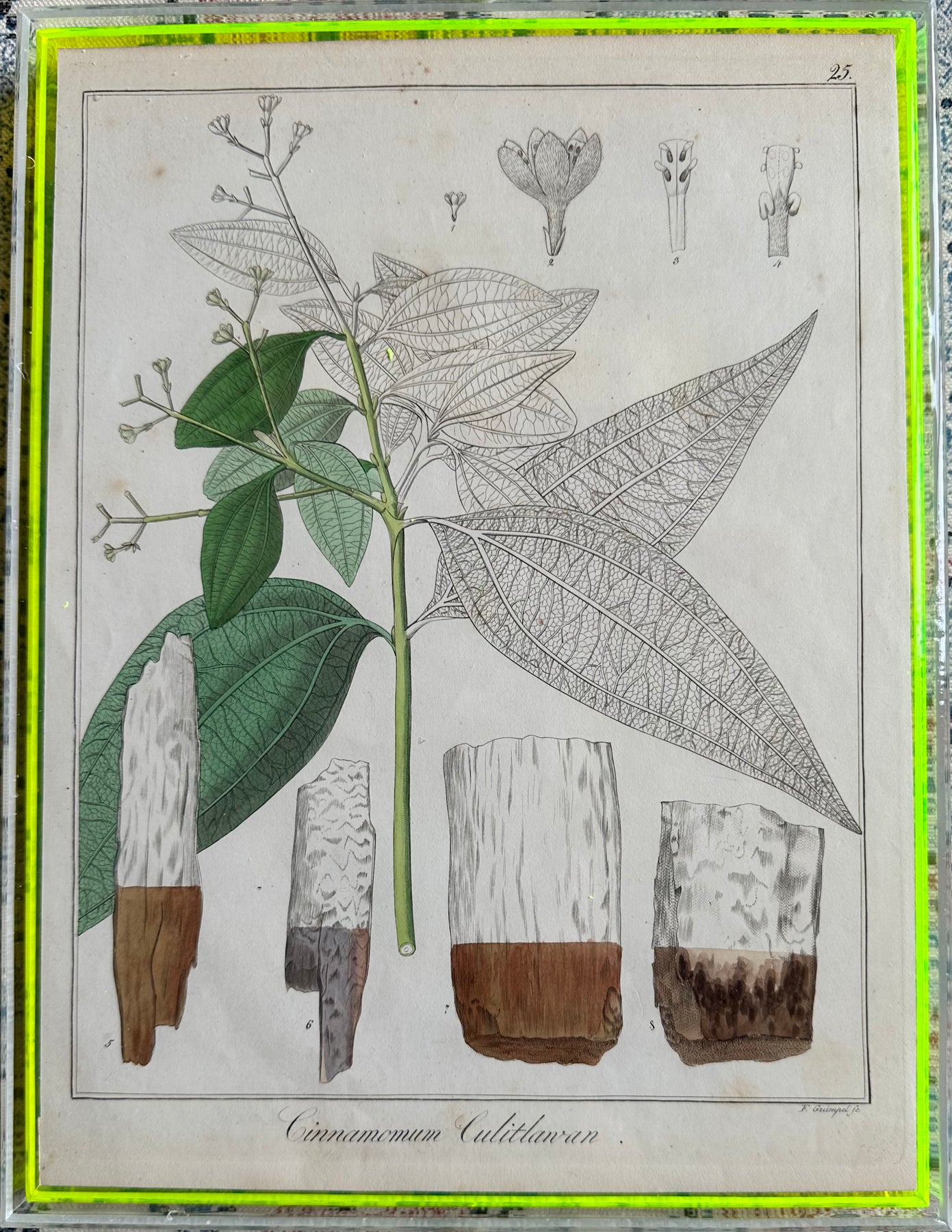 Neon Green Botanicals – Collins & Green Art