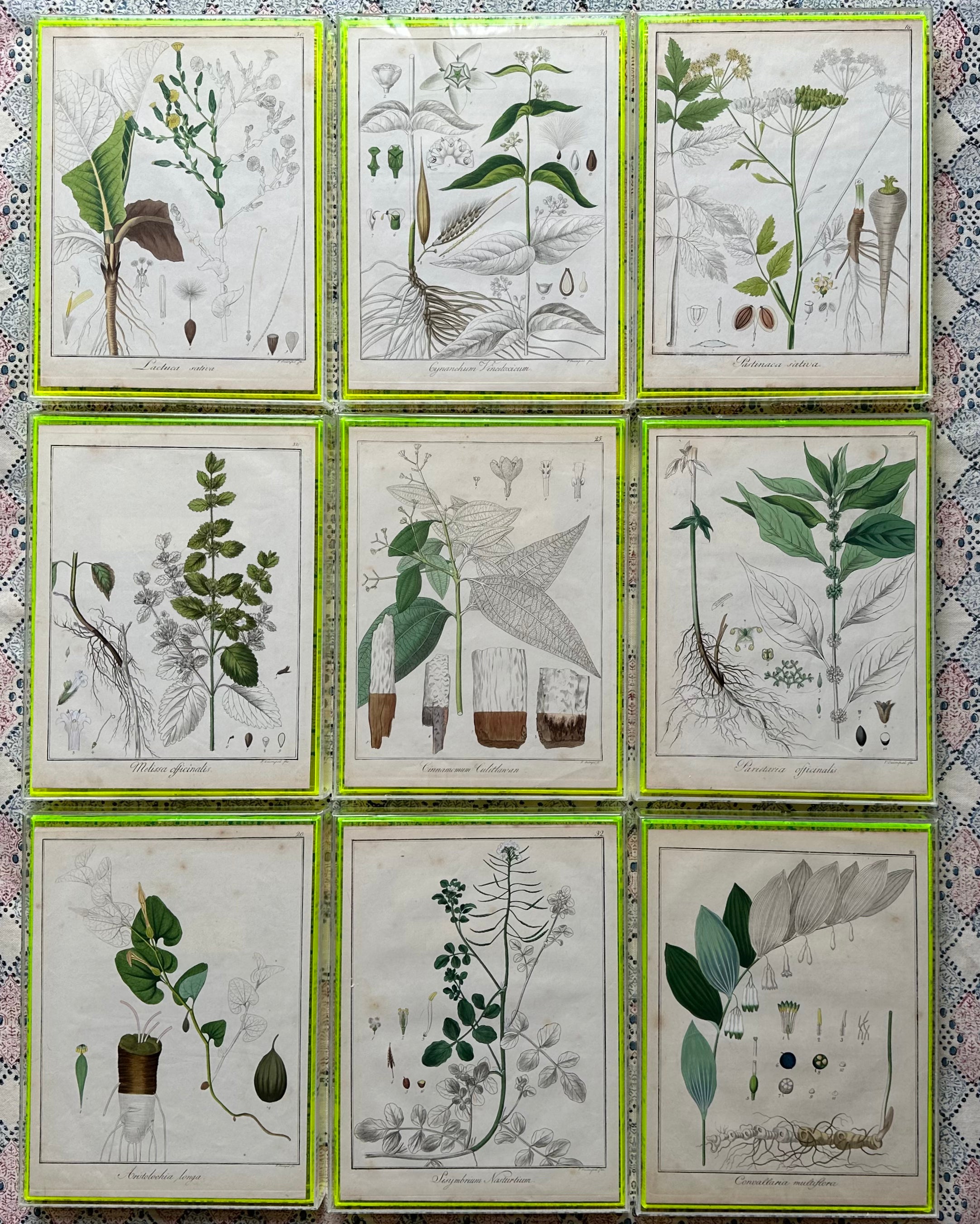 Neon Green Botanicals – Collins & Green Art