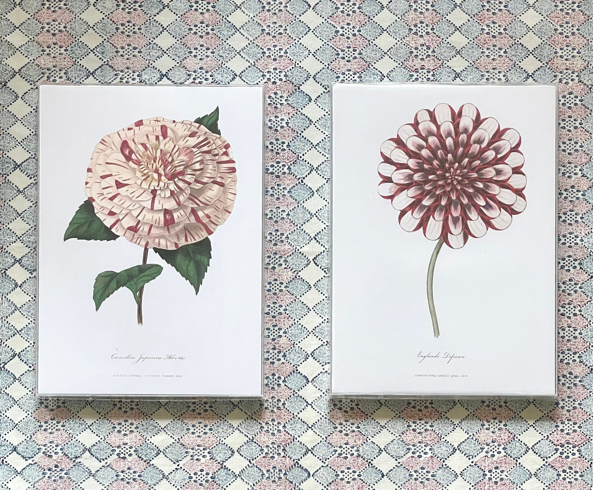 Large Scale Botanical Prints